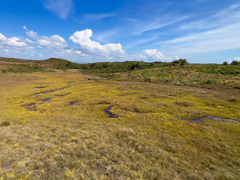 Case study: Dorset Peat Partnership | Dorset National Landscape